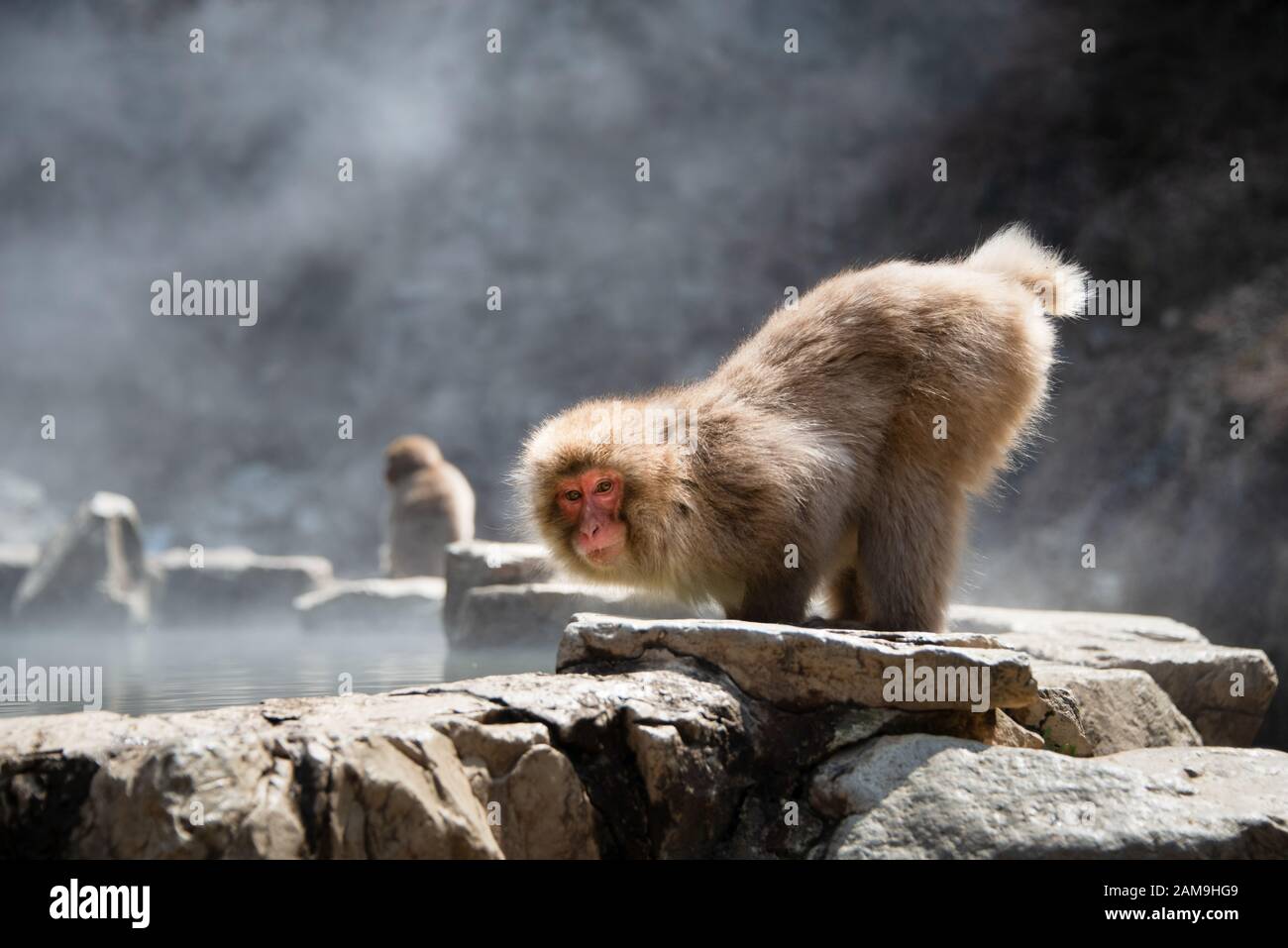 Japanese Macaque monkey playing by the hot spring in the Jigokudani ...