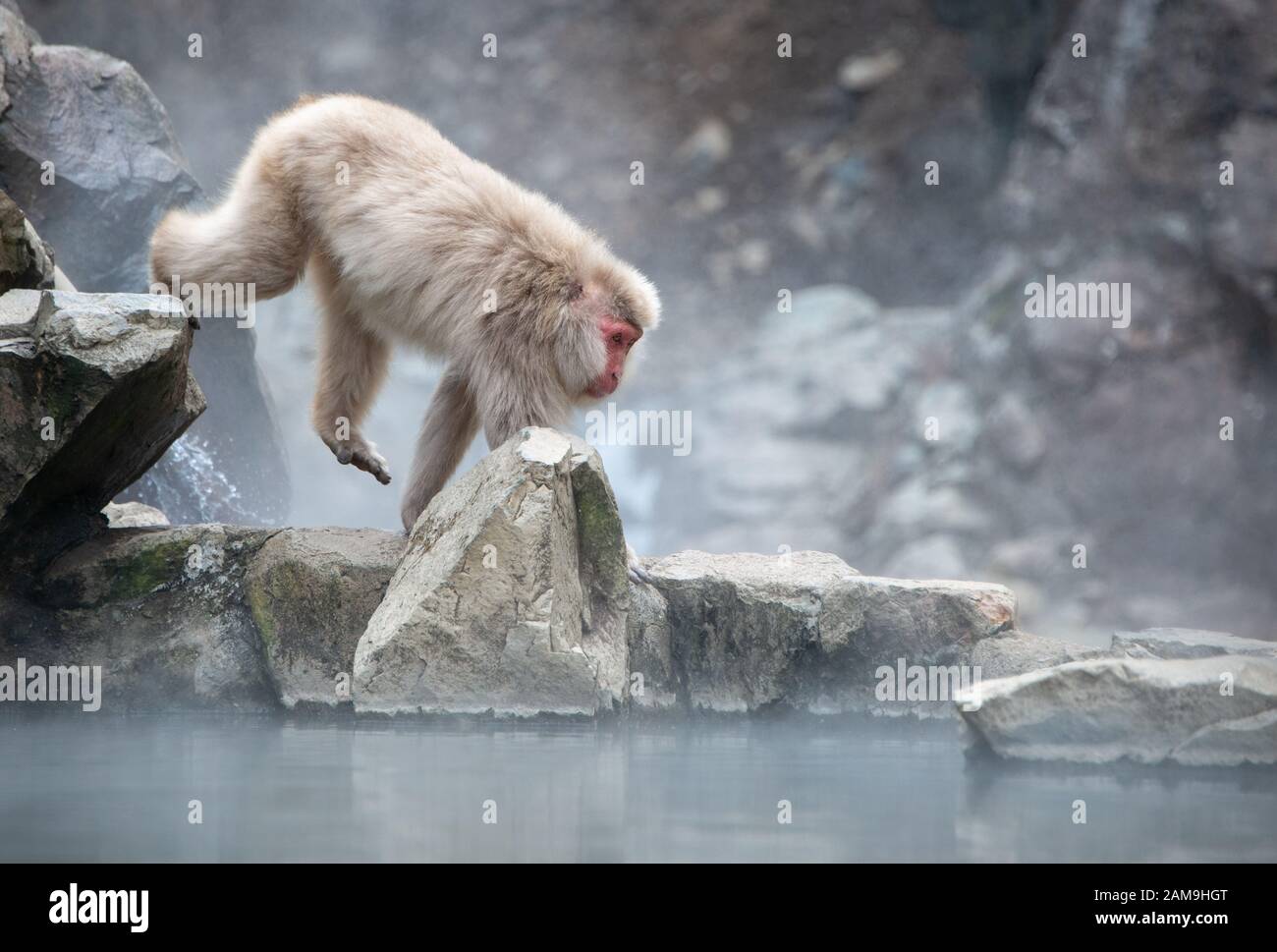 Japanese Macaque monkey walking along the hot spring in the Jigokudani ...