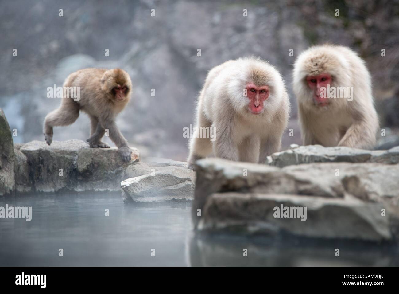Japanese Macaque monkey family playing by the hot spring in the ...