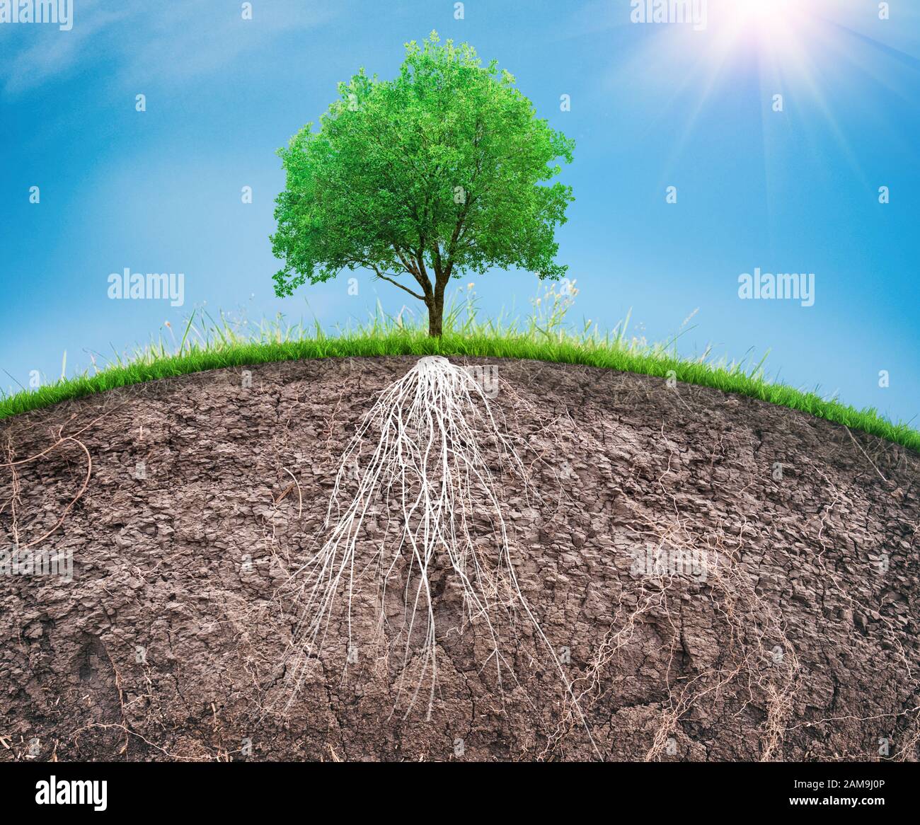 Care of roots hi-res stock photography and images - Alamy
