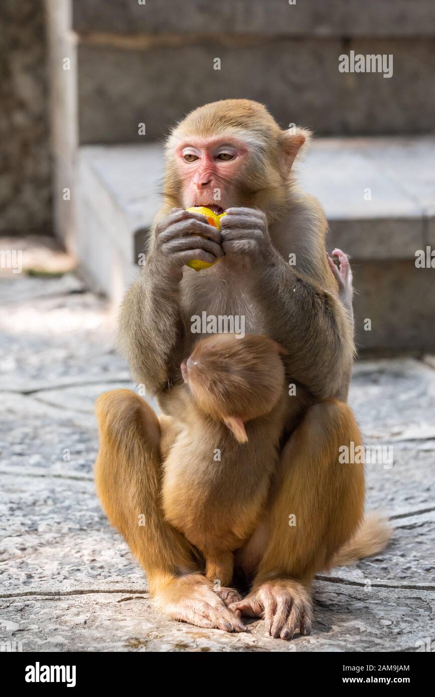 Monkey cub sitting hi-res stock photography and images - Alamy