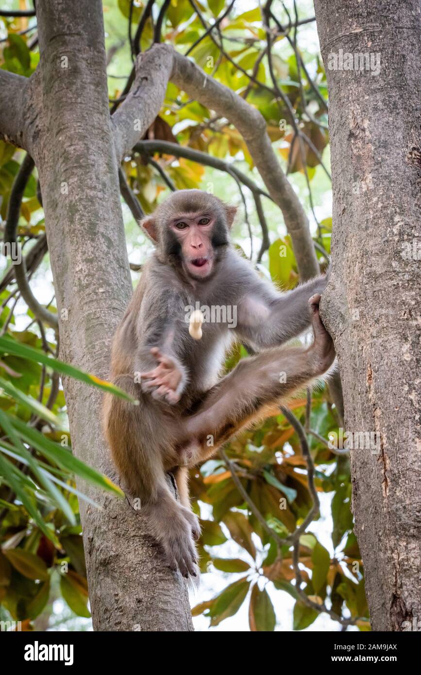 Portrait of a Rhesus macaque monkey in a tree catching a peanut in ...