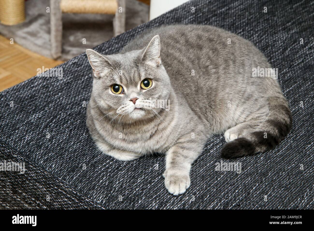 Birth Defects In Animals