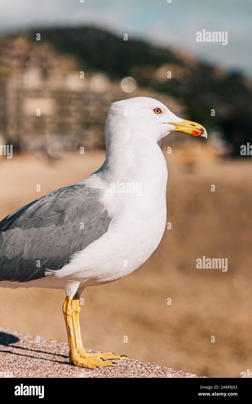 Beautiful seagull looking the sea on a beach Stock Photo - Alamy
