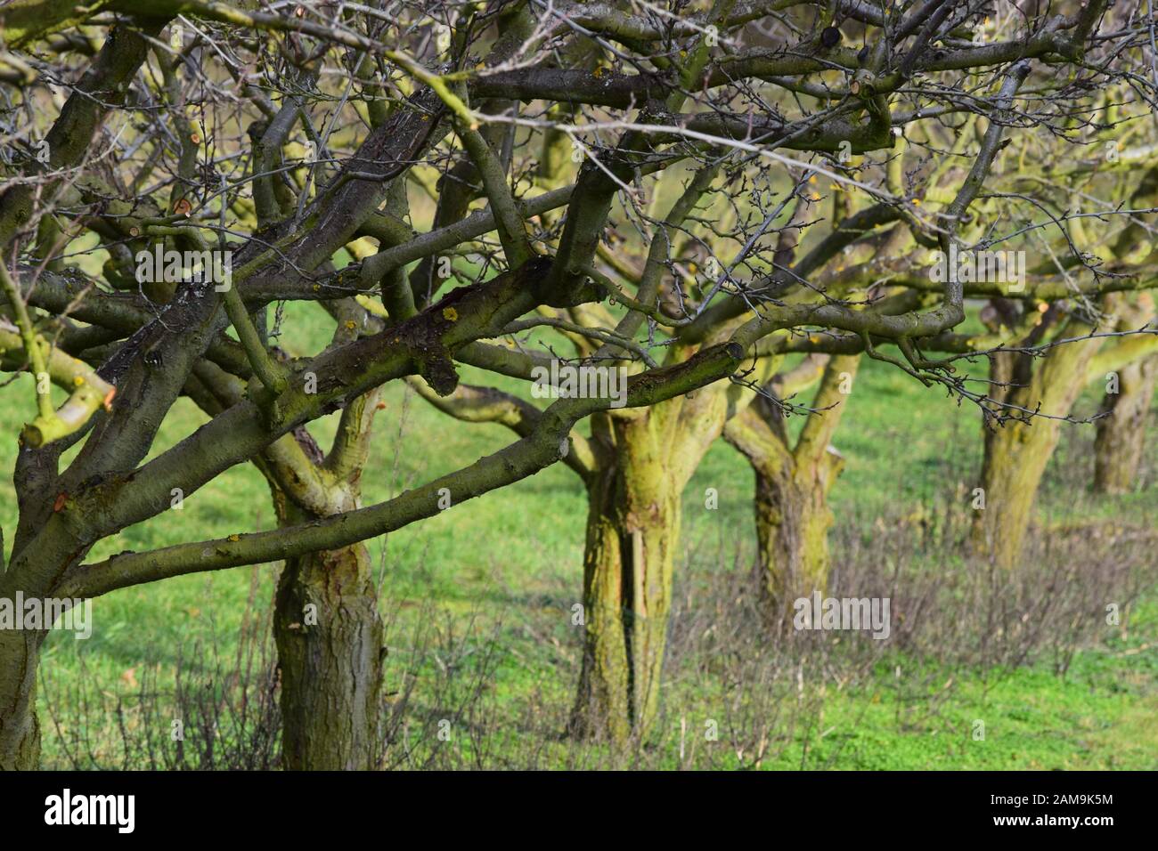 recently trimmed Tree culture in the glaring Winter light Stock Photo ...