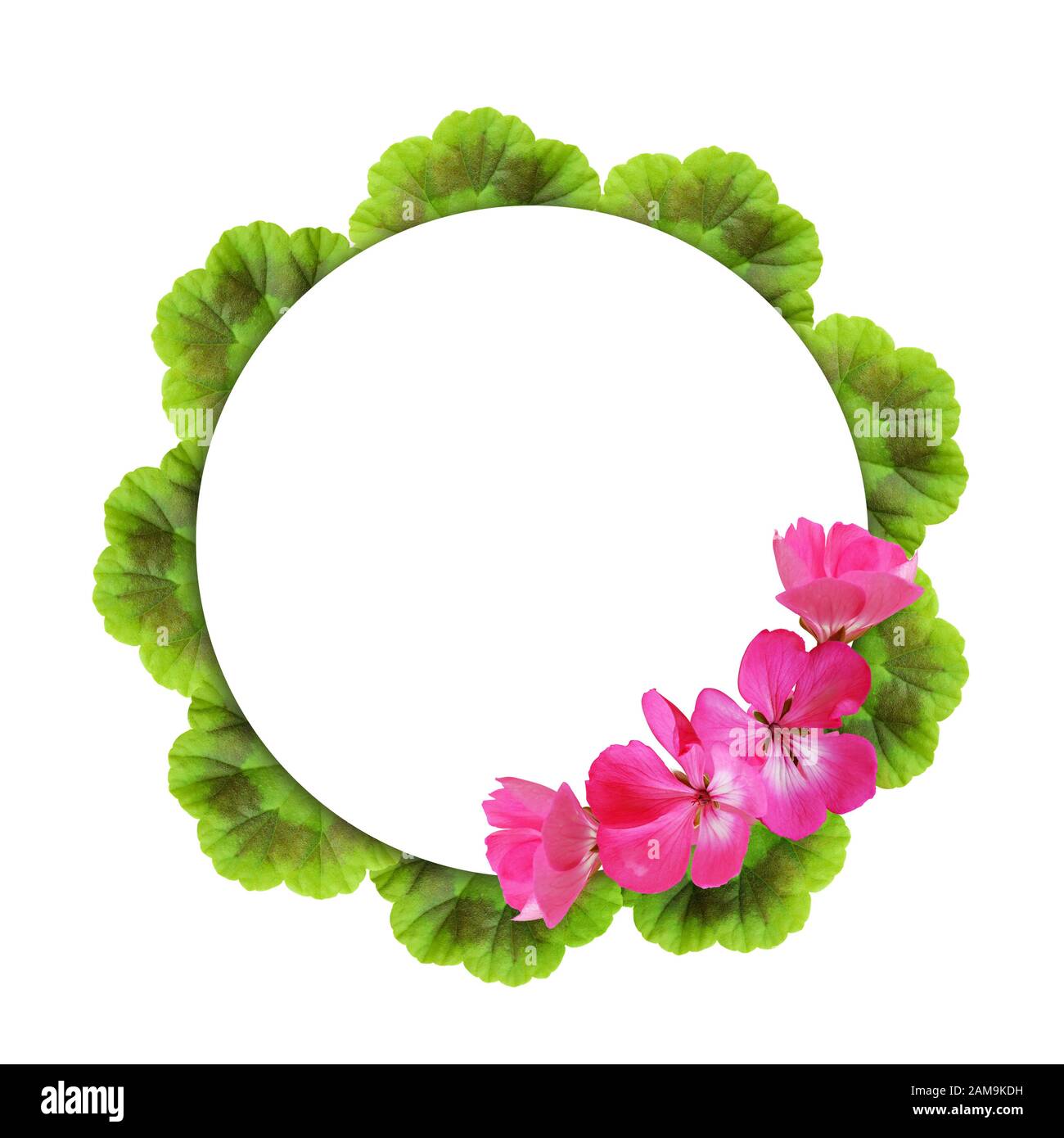 Background with geranium flowers and round frame Stock Photo - Alamy