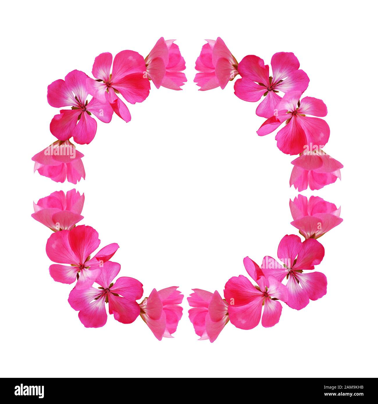 Pink frame with geranium flowers on white background Stock Photo - Alamy