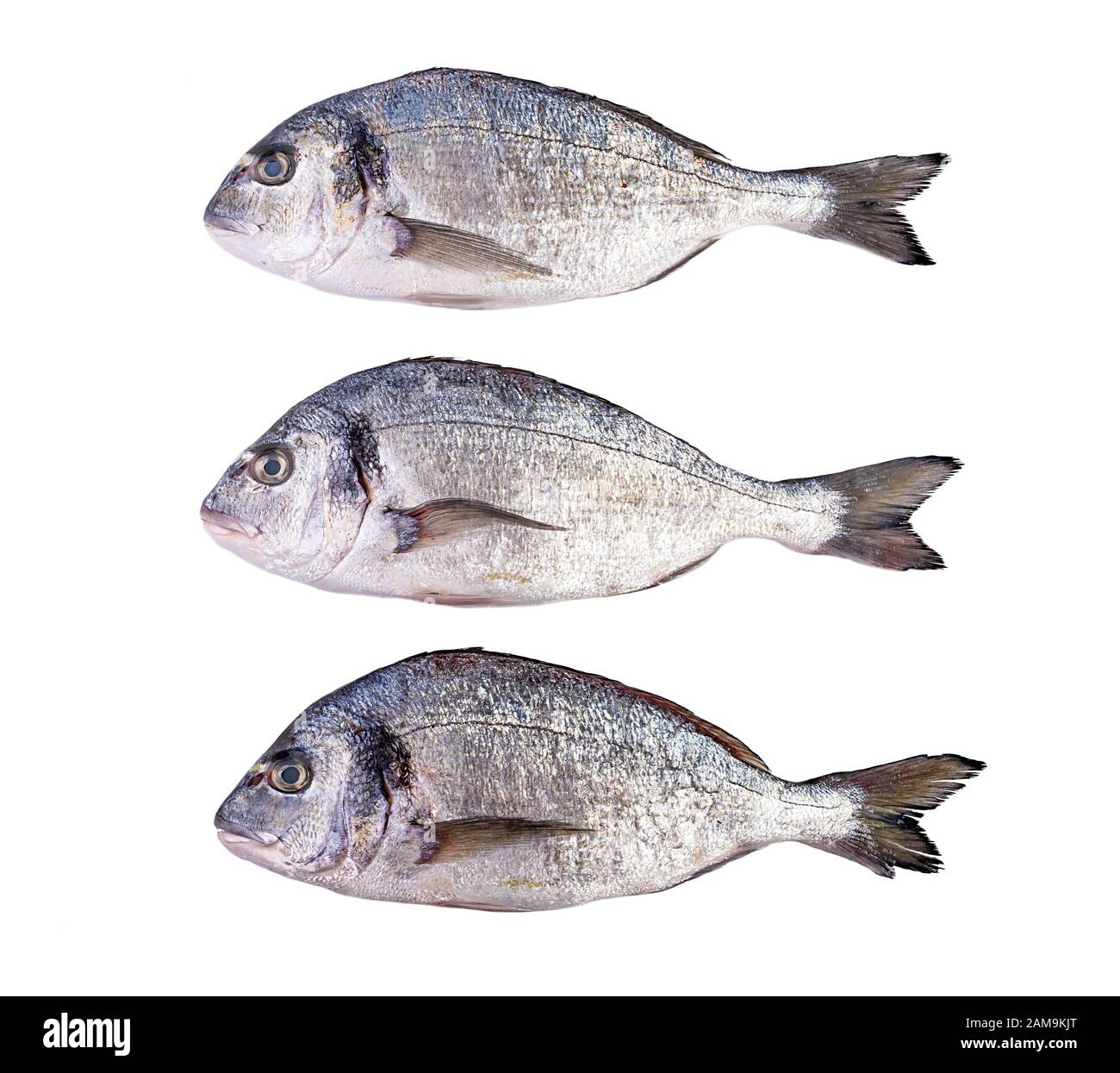 Raw fresh dorado fish isolated on white background. Gilt-head bream ...
