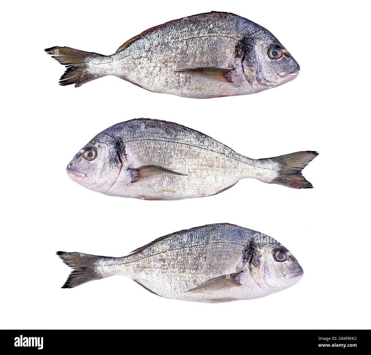 Raw fresh dorado fish isolated on white background. Gilt-head bream ...
