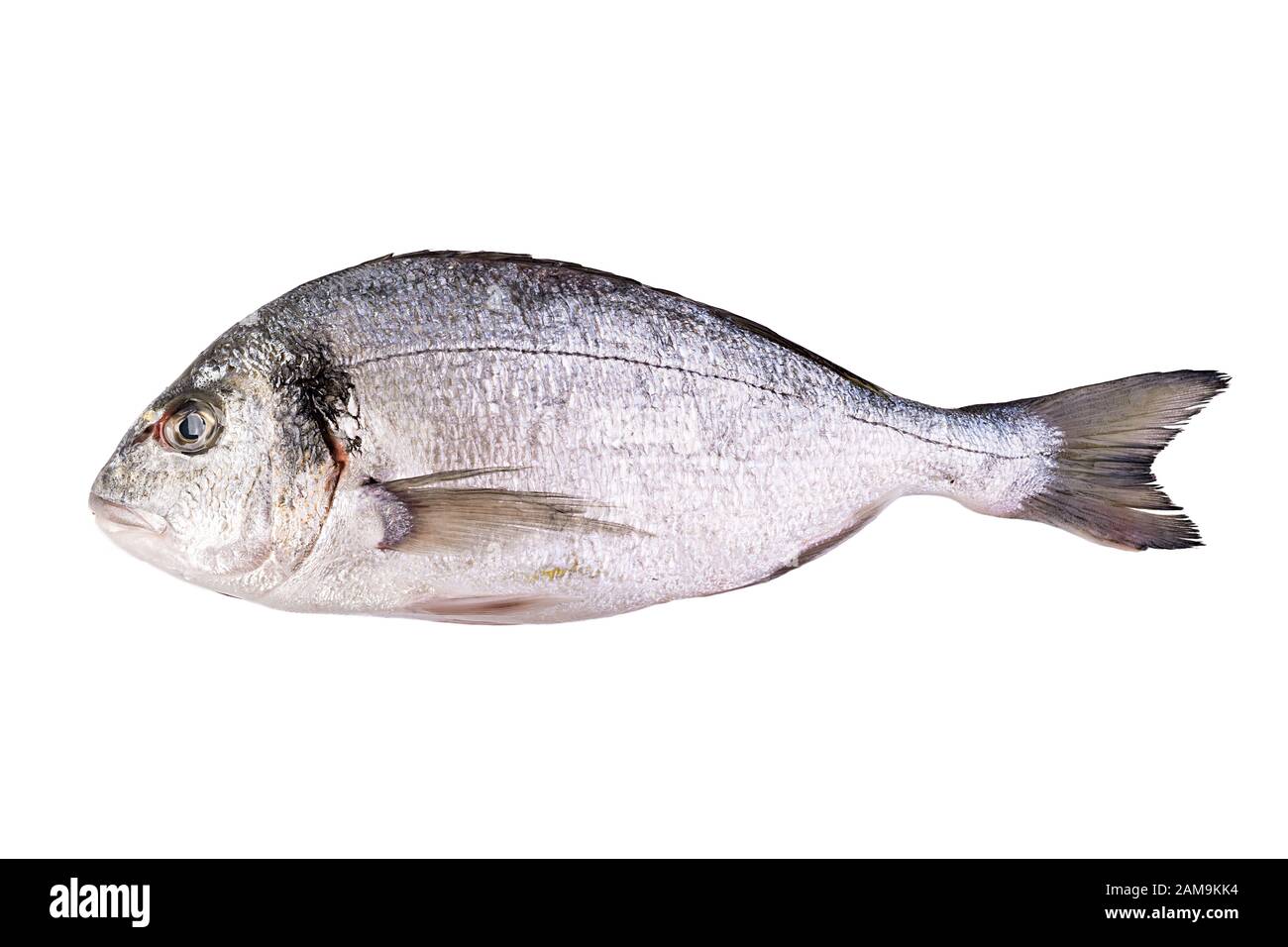 Raw fresh dorado fish isolated on white background. Gilt-head bream ...