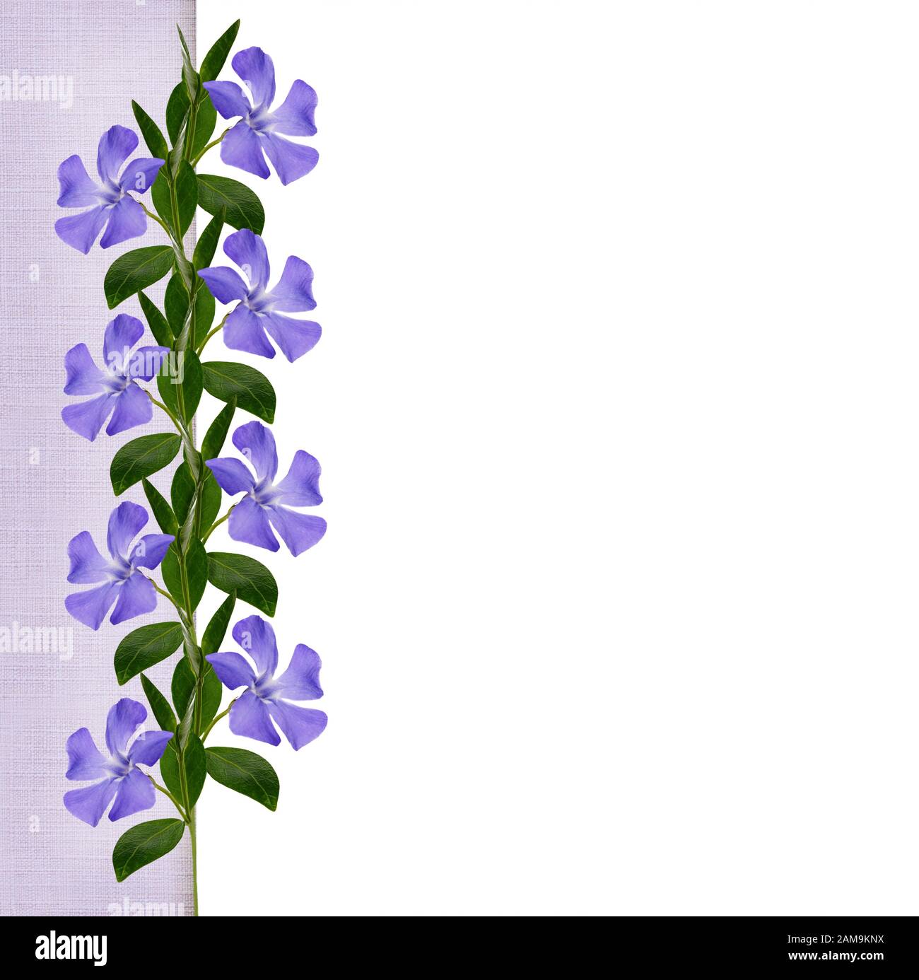 Periwinkle flowers line isolated on white Stock Photo - Alamy