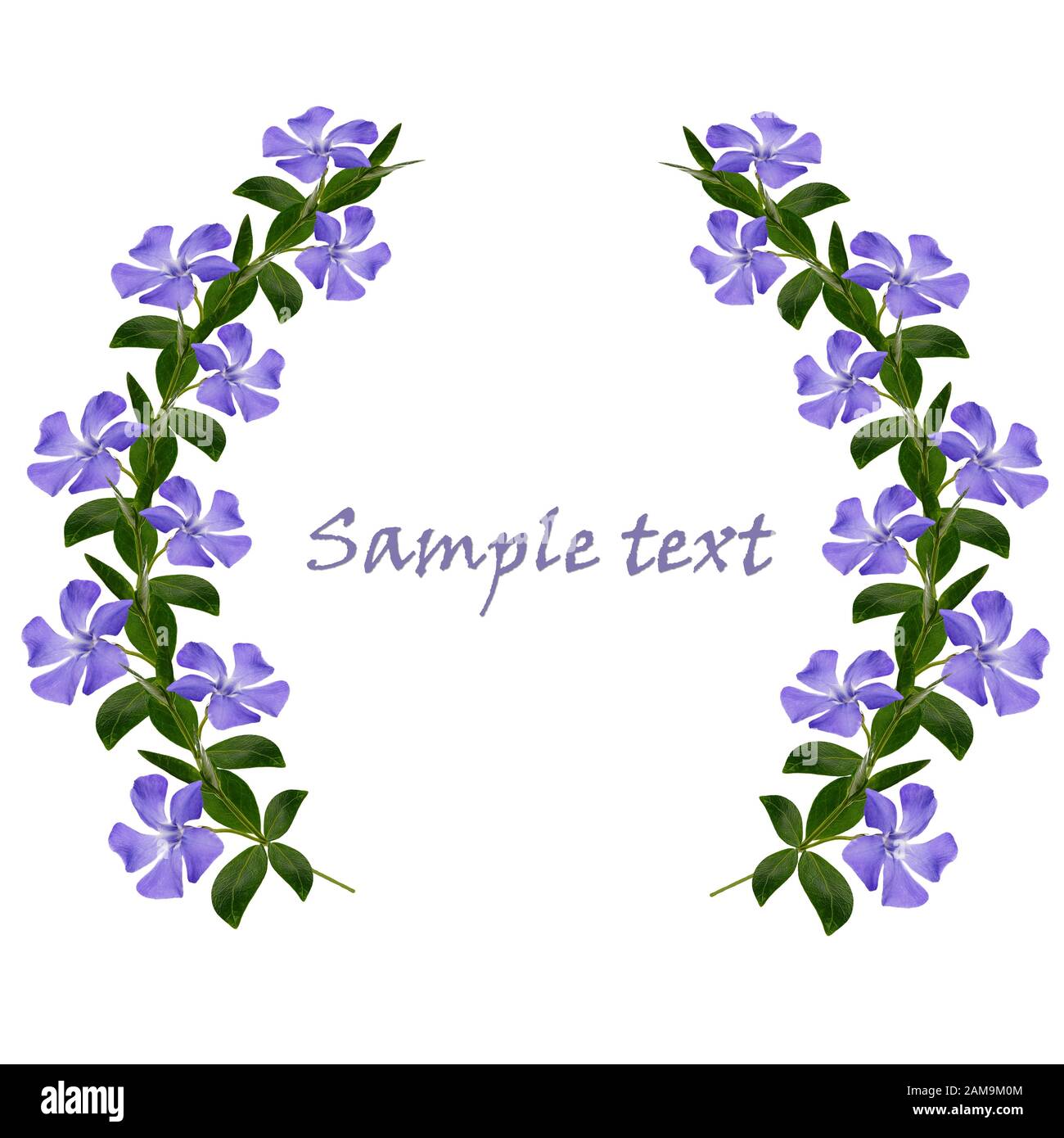 Periwinkle flowers line in a circle on white background Stock Photo - Alamy