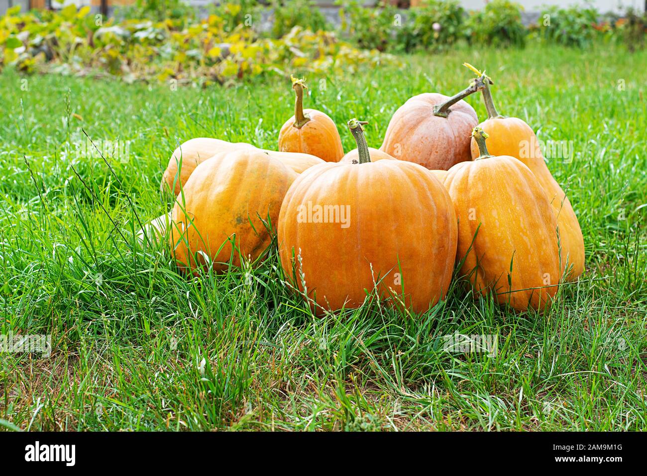 Orange ornamental pumpkins in sunlight in october autumn. Pumpkin ...