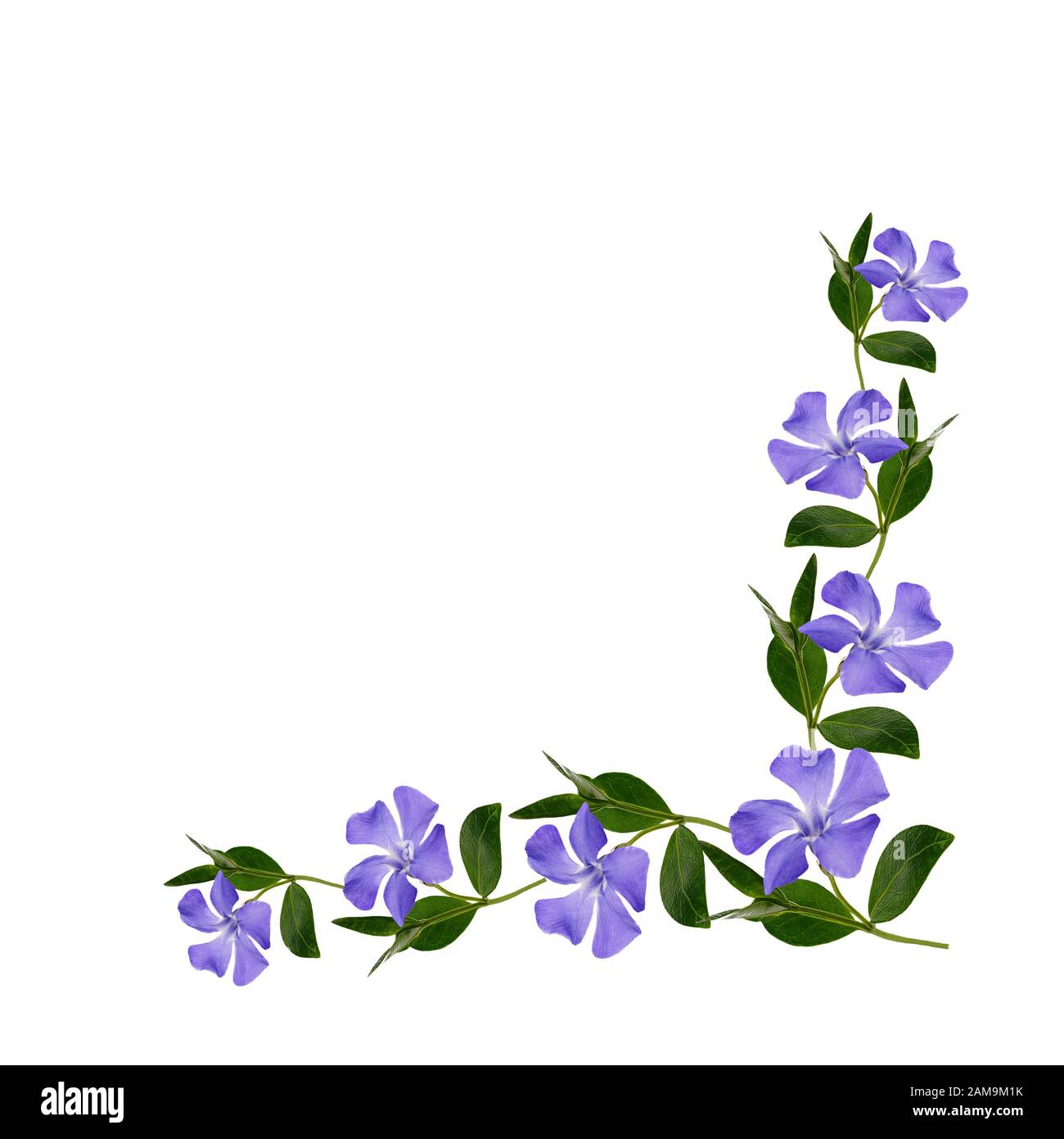 Periwinkle flowers line in a corner on white background Stock Photo - Alamy