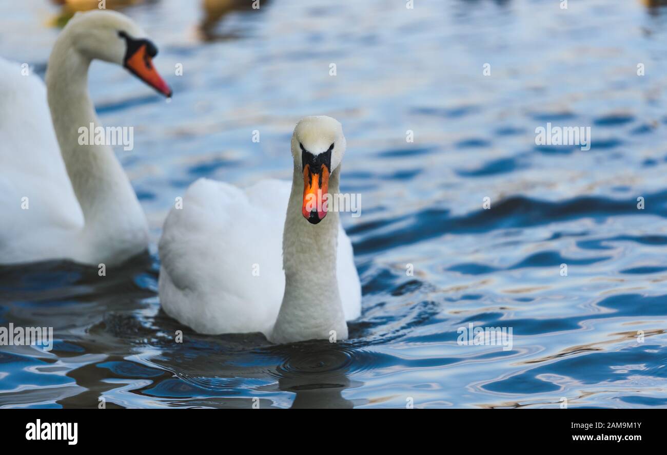 White swan on lake background. Wildlife in Austria Stock Photo - Alamy