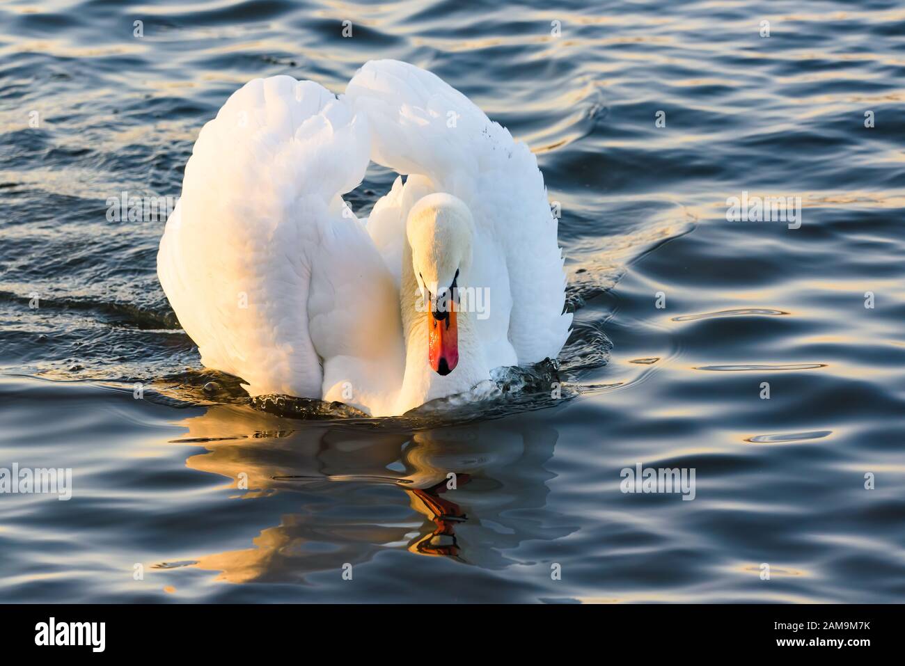 Wildlife in austria hi-res stock photography and images - Alamy