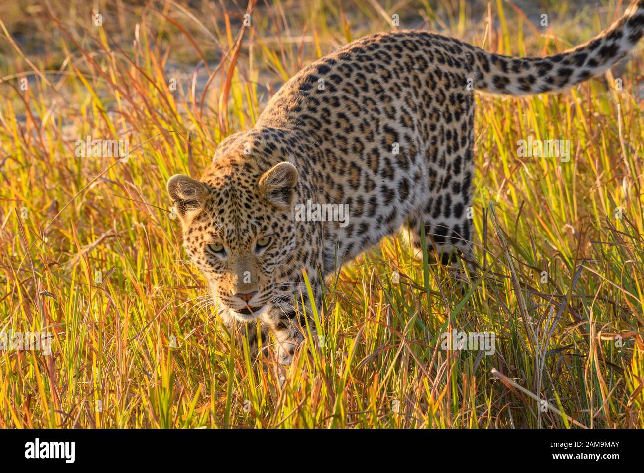 Female Leopard, Panthera pardus, walking through long grass, Okavanago ...