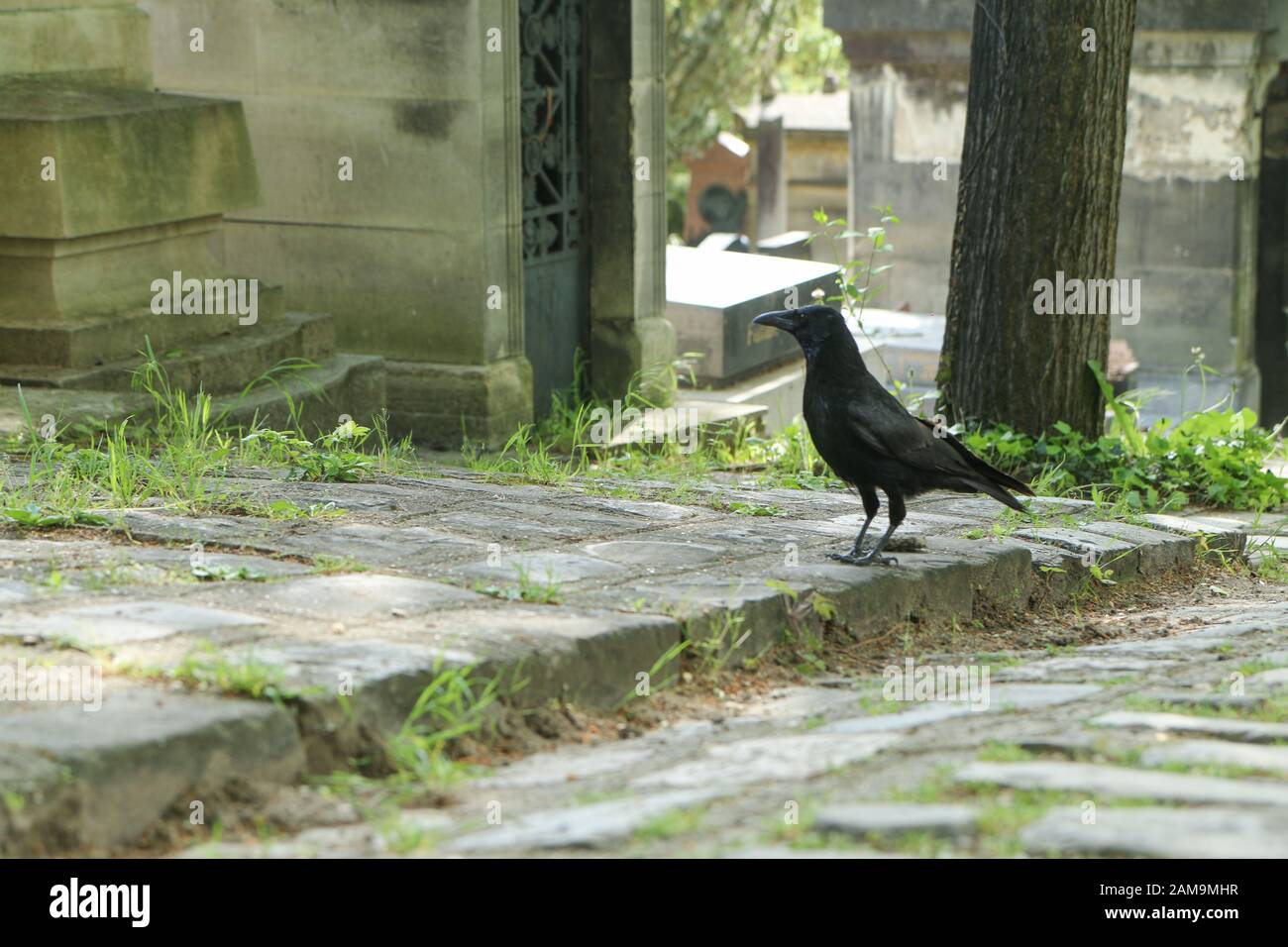 A depressive picture of a crow standing on the grave on a cemetery ...
