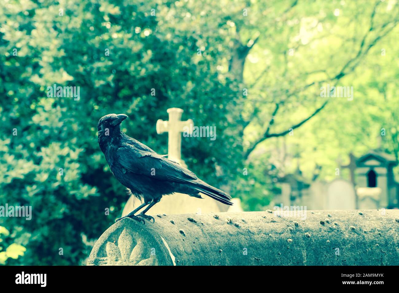 A depressive picture of a crow standing on the grave on a cemetery ...
