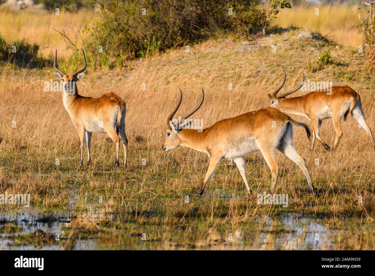 Red Lechwe, Kobus leche, Bushman Plains, Okavanago Delta, Botswana ...