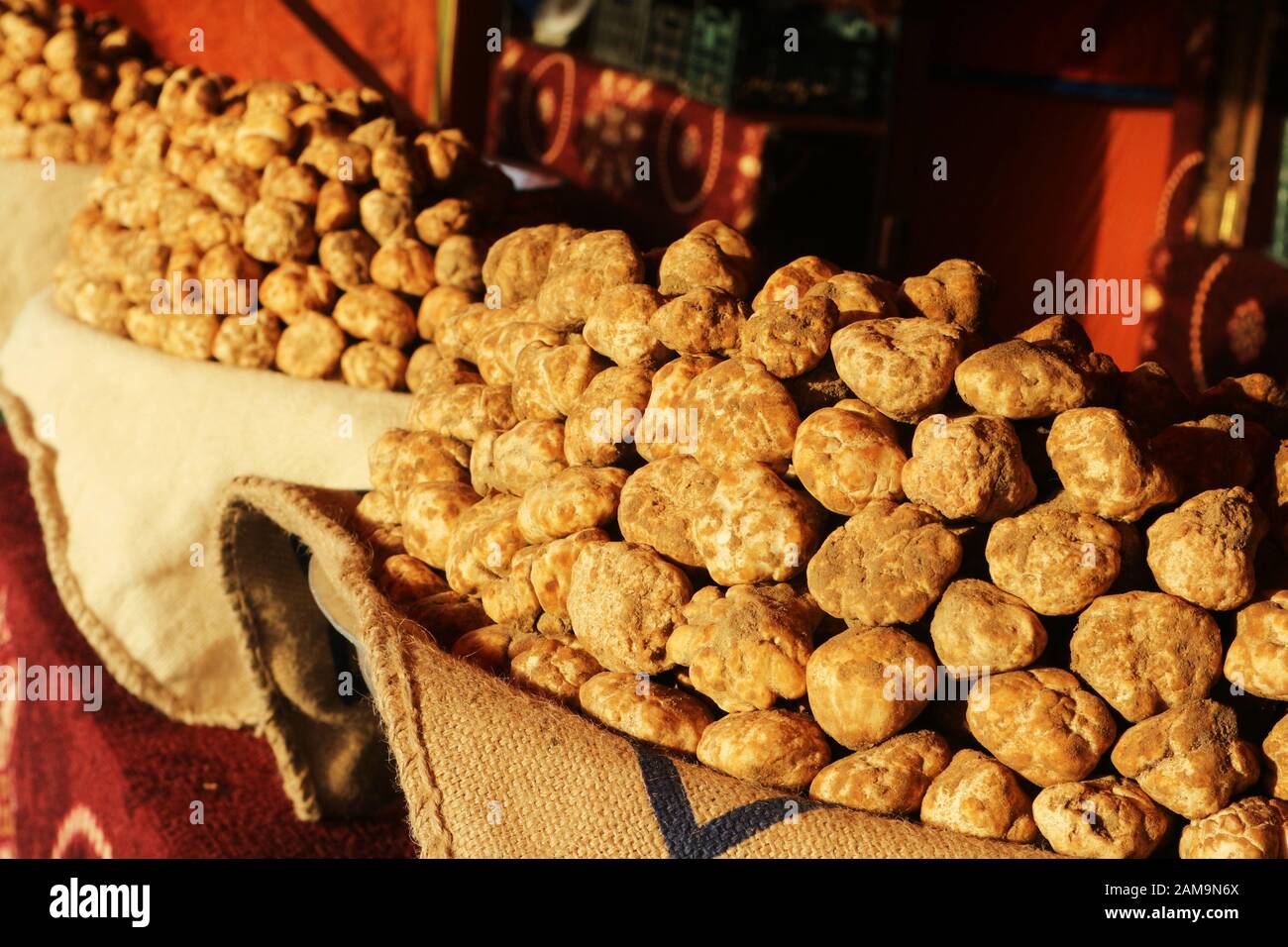 Truffles harvested in the deserts of Saudi Arabia, Iraq, and Iran on ...