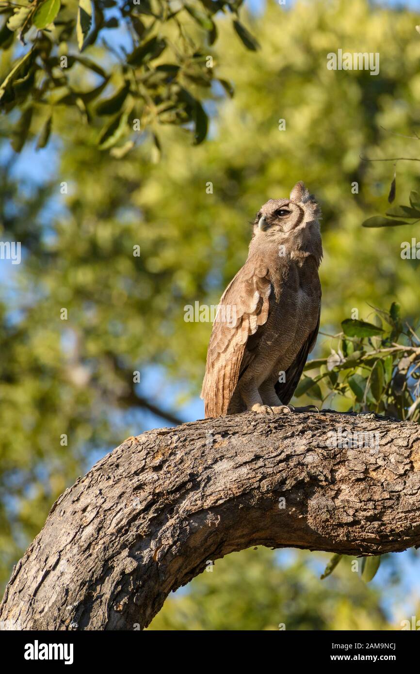 Verreaux's Eagle-owl, Bubo lacteus, Okavango Delta, Botswana. Also ...