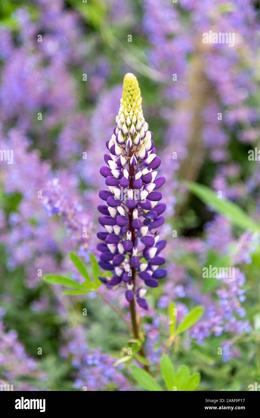 Lupinus the governor hi-res stock photography and images - Alamy