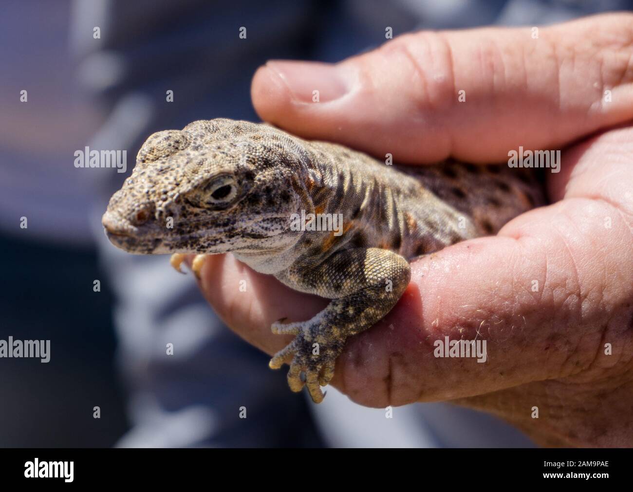 Mojave fringe-toed lizard getting hold in the Mojave desert, USA Stock ...