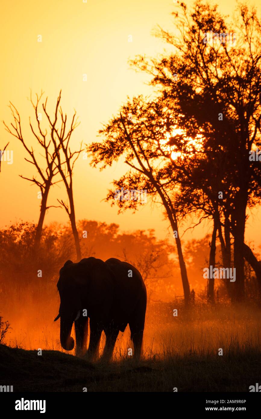 African elephant at sunset hi-res stock photography and images - Alamy