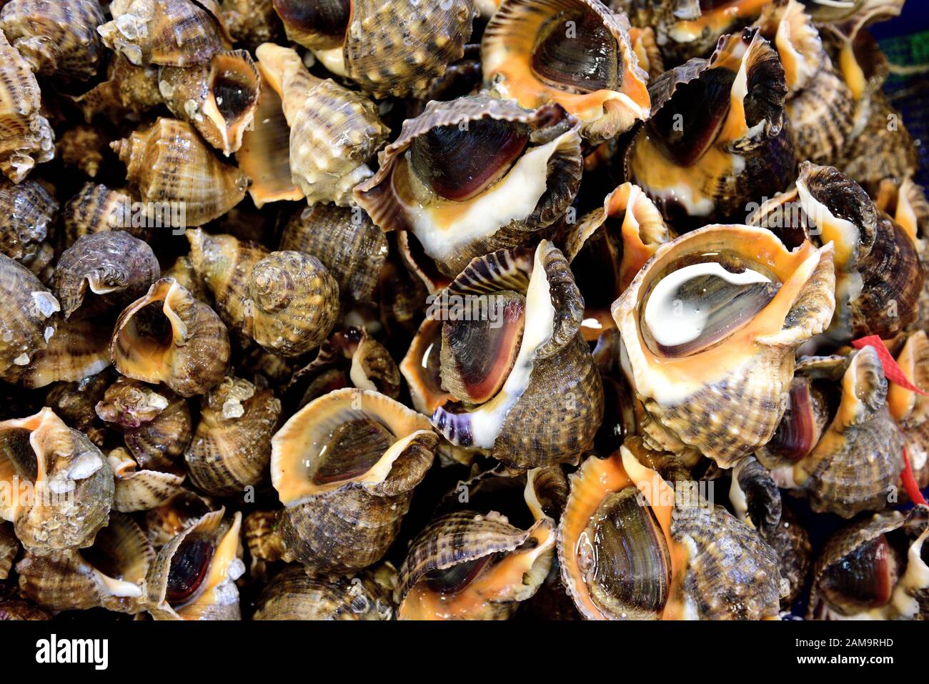 Raw Sea Snails High Resolution Stock Photography and Images - Alamy