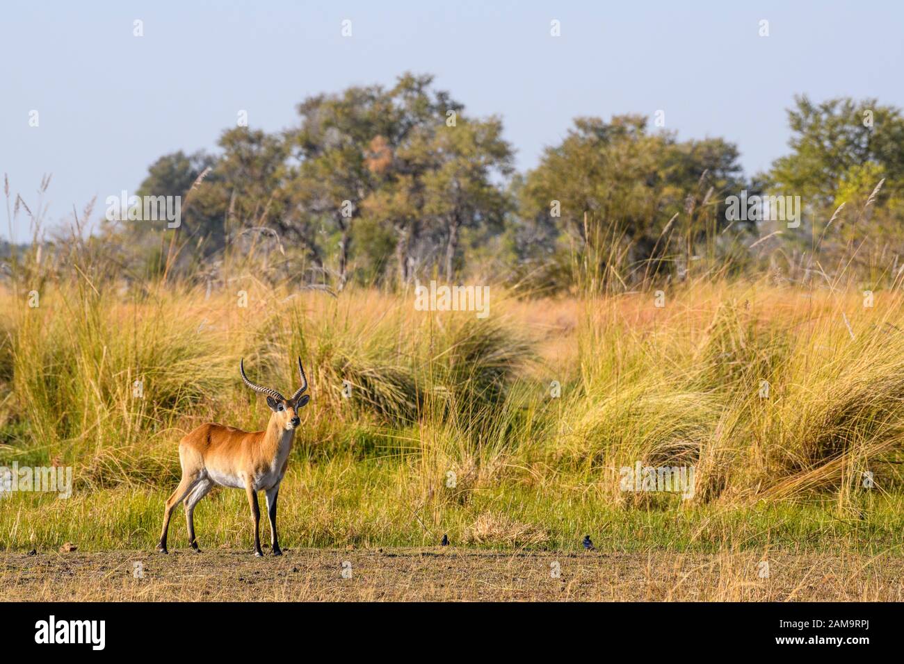 Male Red Lechwe, Kobus leche, Khwai Private Reserve, Okavango Delta ...