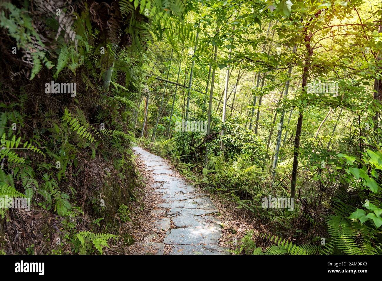 Bamboo Forest with a beautiful green path Stock Photo - Alamy