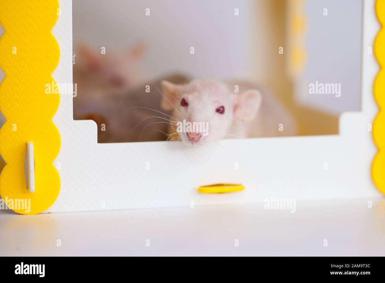 White rat. House concept. animal in a yellow house Stock Photo - Alamy