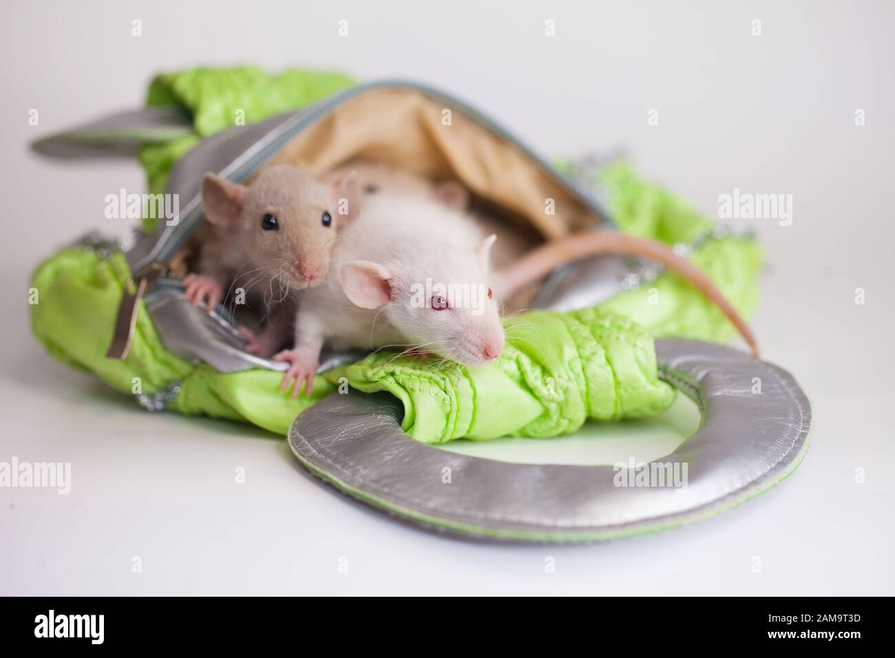 The rat is white. theft concept. Stealing a bag with personal ...