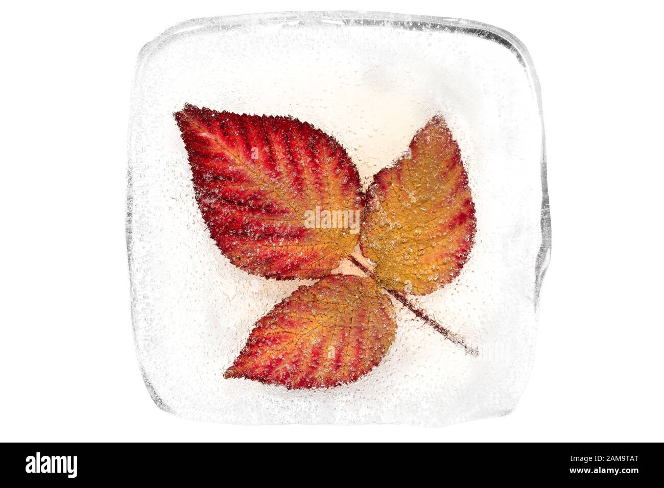 Red autumn leaves frozen in transparent ice on a white background Stock ...