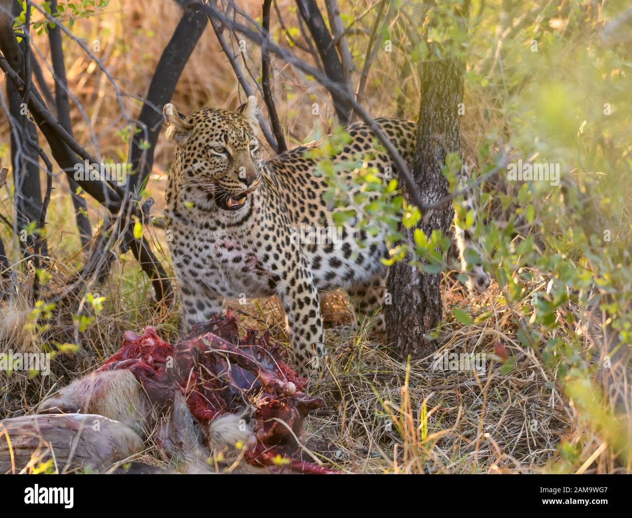 African leopard eating hi-res stock photography and images - Alamy