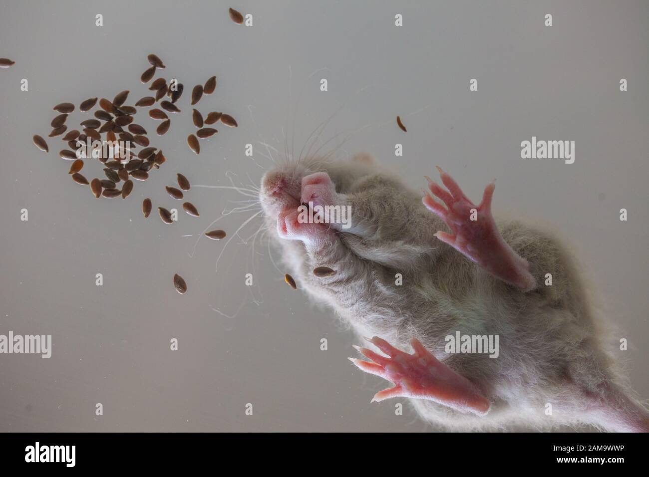 rat from bottom to top. proper nutrition of animals. mouse eats grain ...