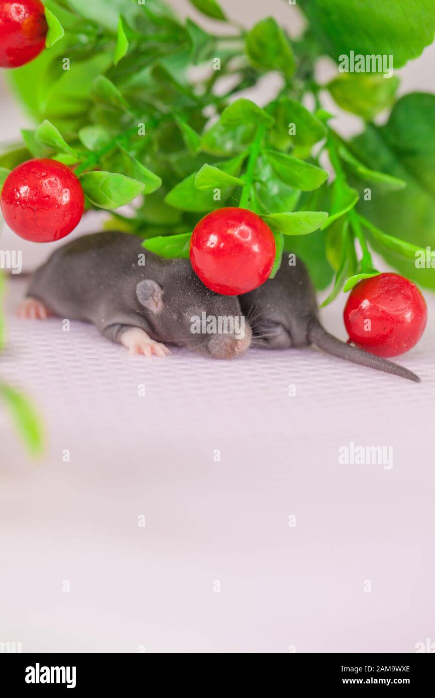 rats are small and red berries. mouse in the vegetation. nest Stock ...