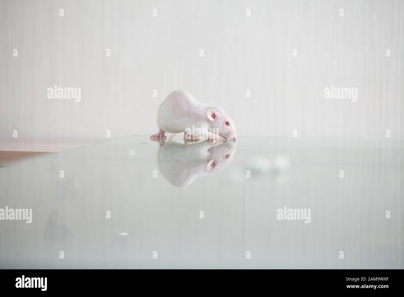 White rat on a white background eating white popcorn. mouse nutrition ...