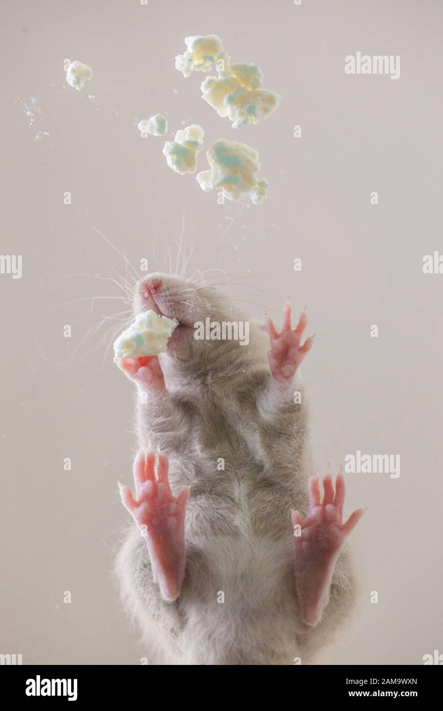 rat from bottom to top. popcorn mouse eats popcorn. malnutrition Stock ...