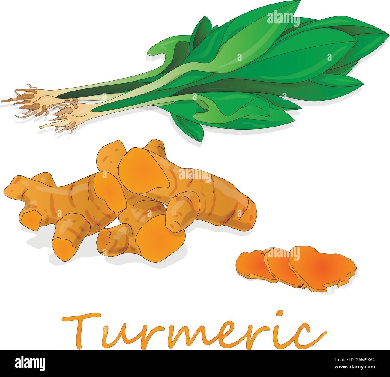 Turmeric (Curcuma longa Linn) powder and root on white background ...