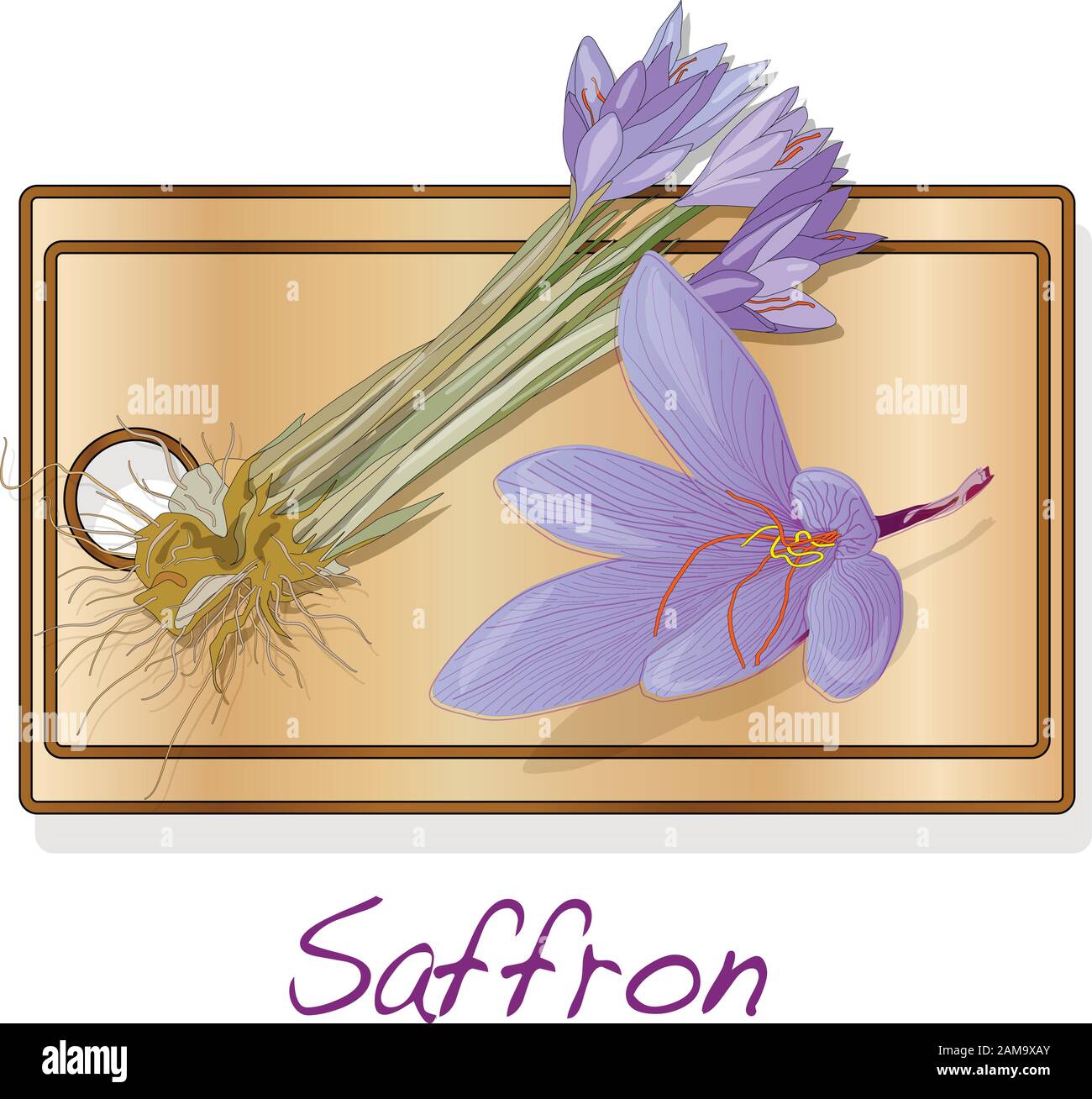 Saffron flower on the dish illustration set. Vector isolated Stock ...
