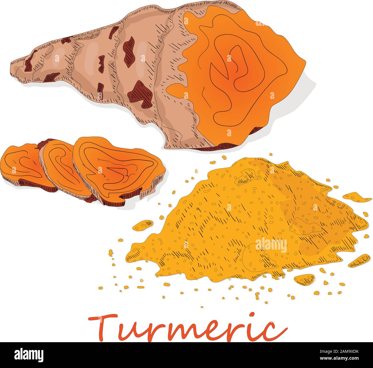 Turmeric (Curcuma longa Linn) powder and root on white background ...