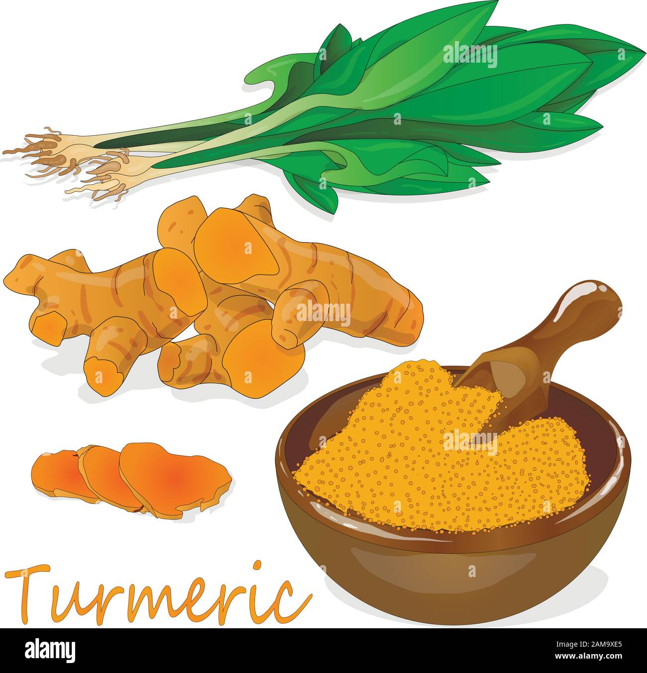 Turmeric (Curcuma longa Linn) powder and root on white background ...