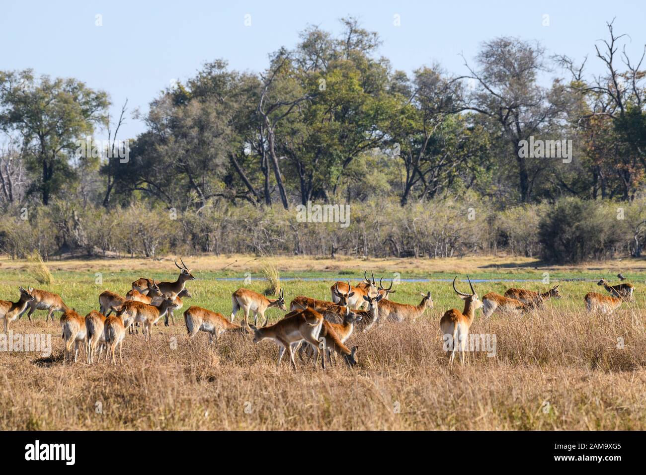 Red Lechwe, Kobus leche, Khwai Private Reserve, Okavango Delta ...