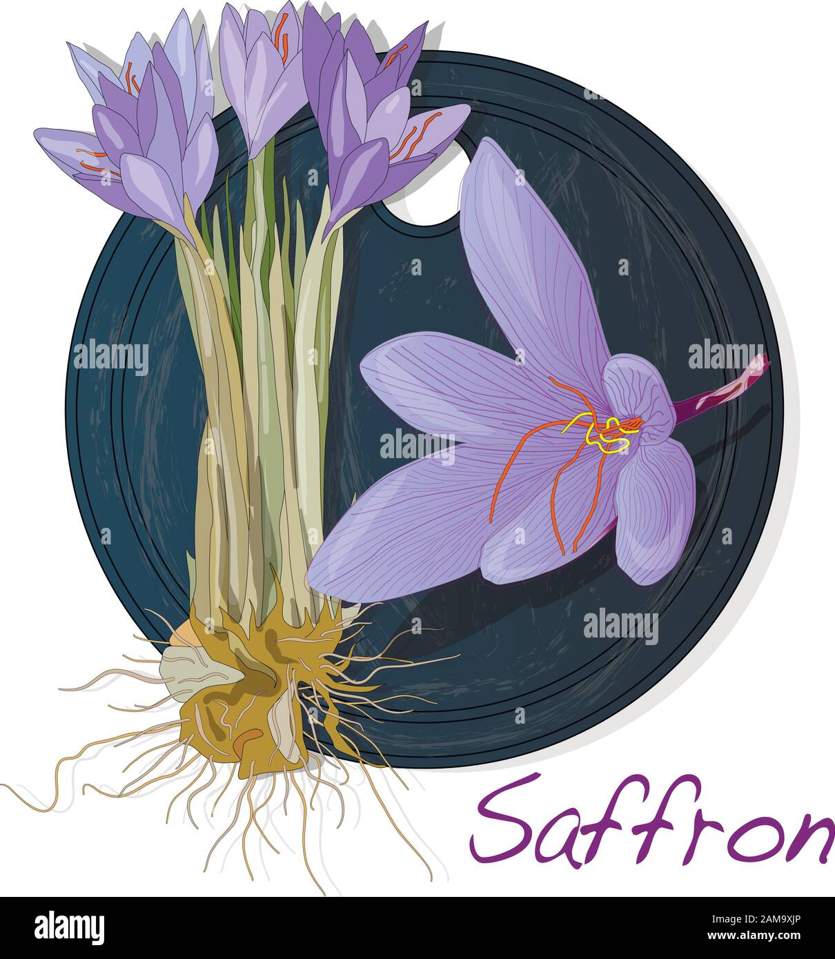 Safron illustration hi-res stock photography and images - Alamy