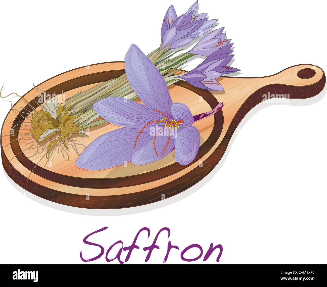 Saffron flower on the dish illustration set. Vector isolated Stock ...