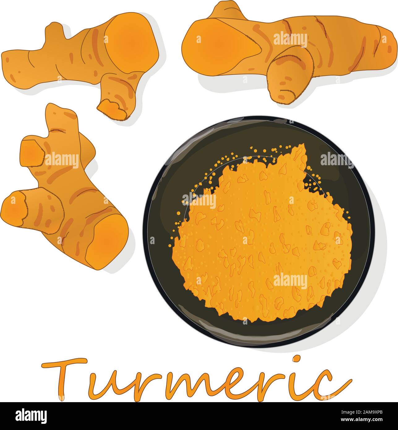 Turmeric (Curcuma longa Linn) set on plate. White background vector ...