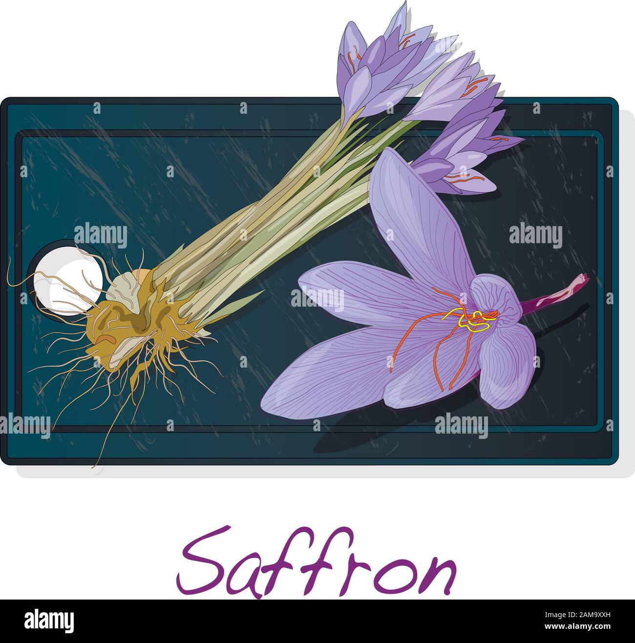 Saffron flower on the dish illustration set. Vector isolated Stock ...