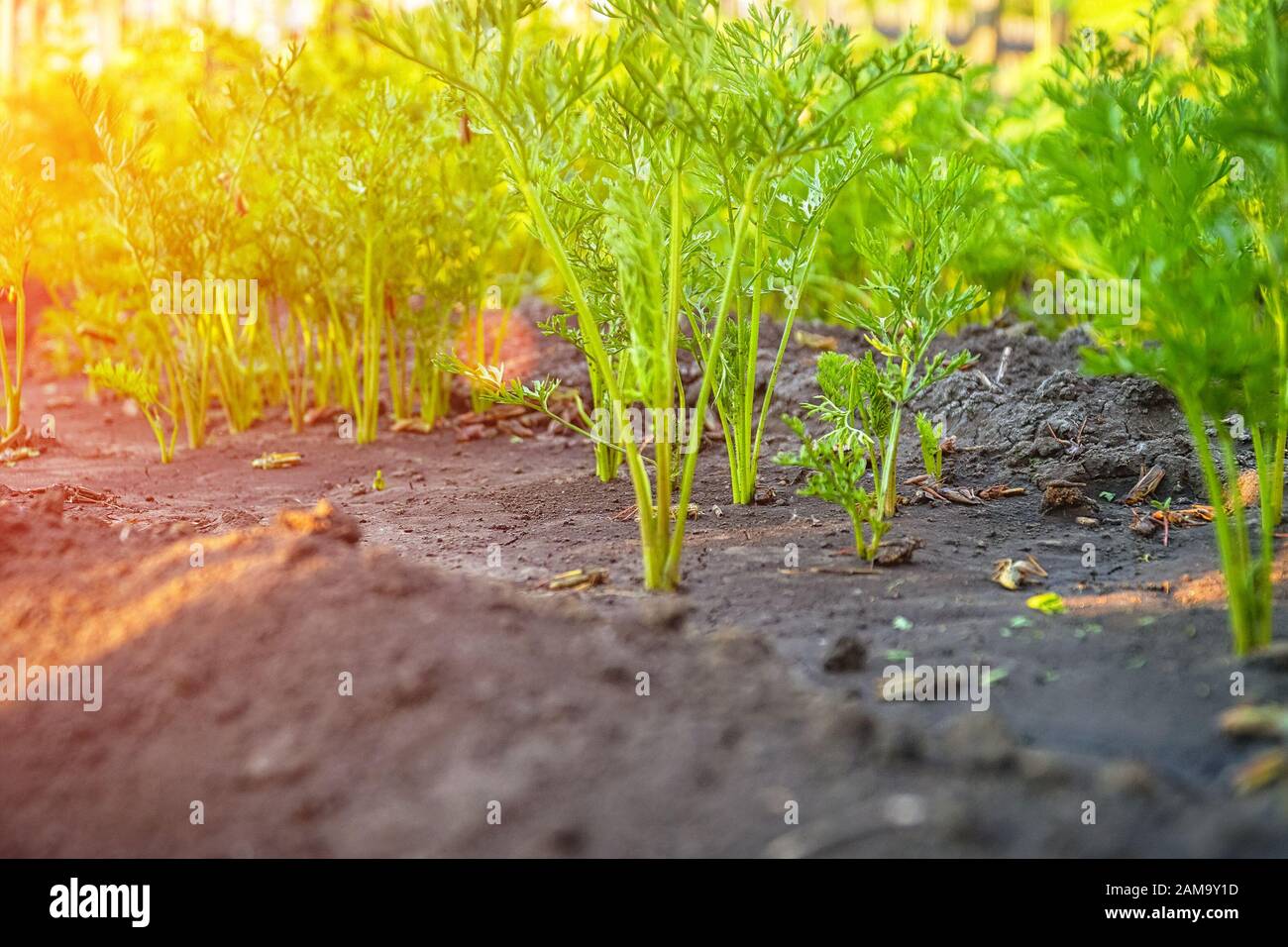 Growing carrot shoots hi-res stock photography and images - Alamy